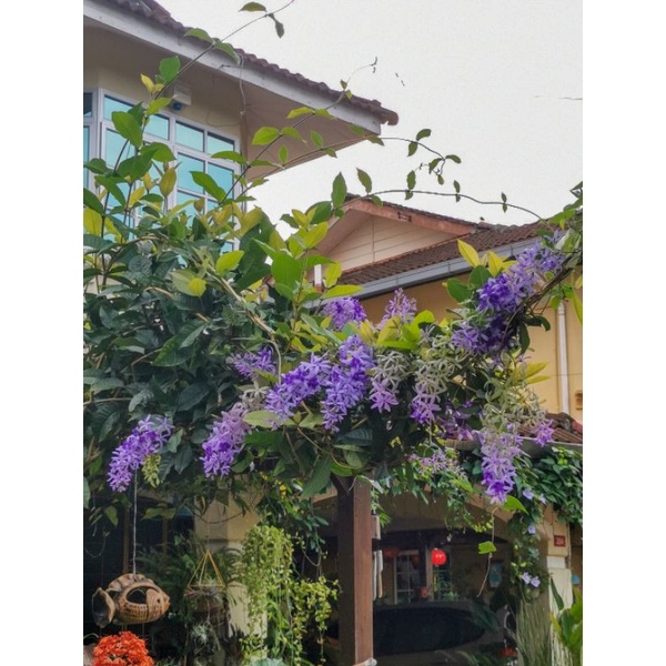 Pokok bunga Sandpaper Vine ( size s) | Shopee Malaysia