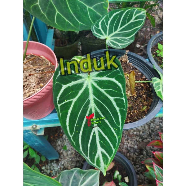 Anthurium crystal hope | Shopee Malaysia