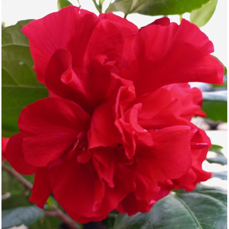 Pokok Bunga Raya Hybrid - Hibiscus [Live Plant] | Shopee Malaysia