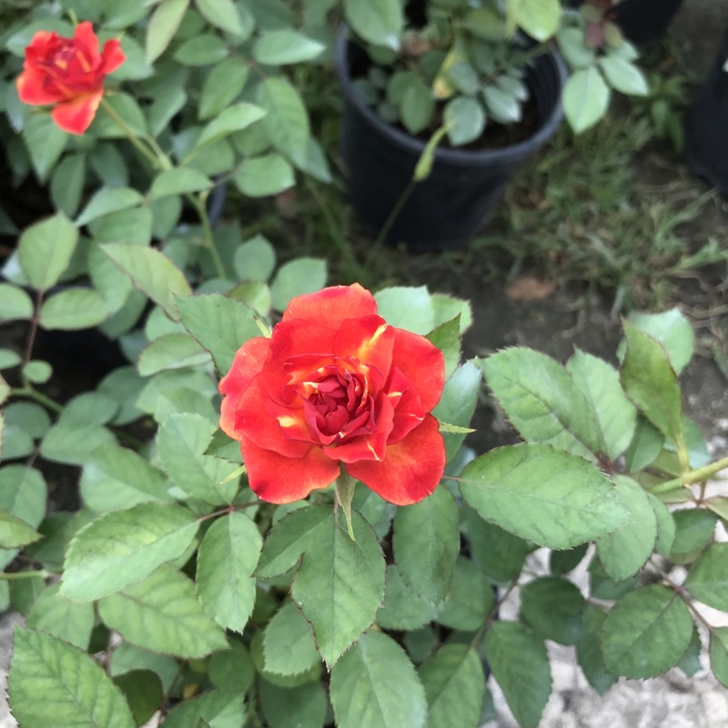 Pokok Bunga Ros Kampung Mawar Rose plant tahan panas Rose Flower With ...