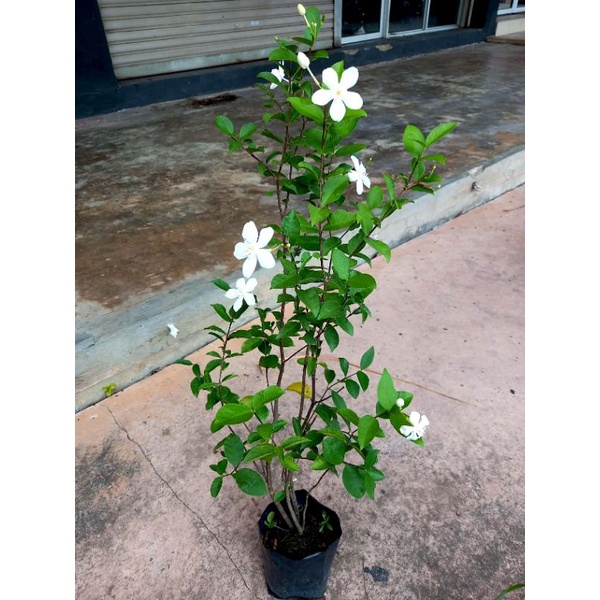Pokok bunga Thai Jasmine (pokok saiz 30 cm) | Shopee Malaysia