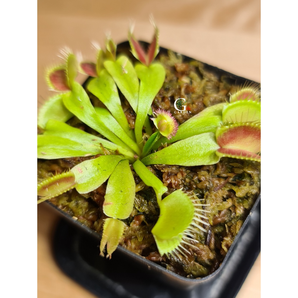 Venus Flytrap SUPERNOVA (Super RARE!) [Dionaea Muscipula, Venus Flytrap ...