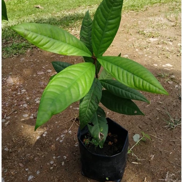 ANAK POKOK Jambu Susu /Jambu Botol / Jambu Gelas | Shopee Malaysia