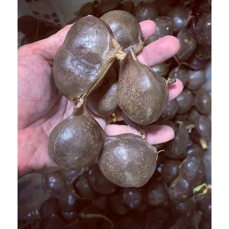 no Cod 🔥JERING MUDA/TUA SHJ🔥🔥jering muda/tua,jerung muda sedap makan ...