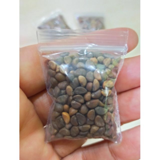 300 biji benih kangkong / water spanich seeds buy 2 free 50g tahi ayam ...