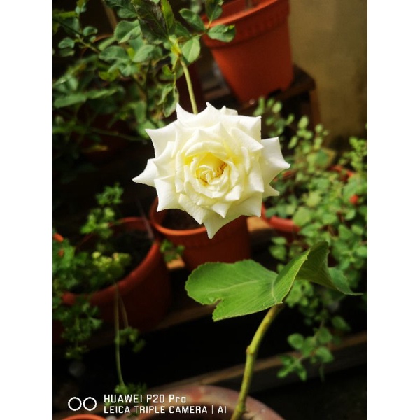 Pokok Rose ID Random | Shopee Malaysia