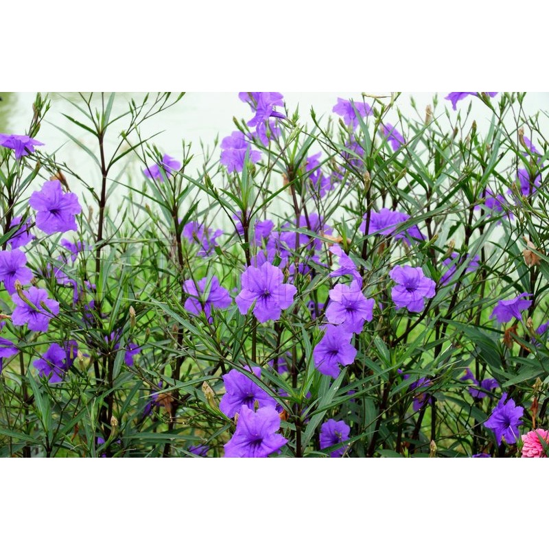 Bunga Ruellia Simplex Purple/ Pokok Bunga Ruellia dalam poly bag by MGL ...