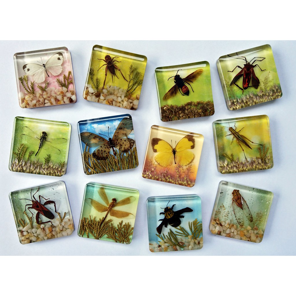 Real Insect Fridge Magnet Resin / Magnet Peti Sejuk Serangga | Shopee ...