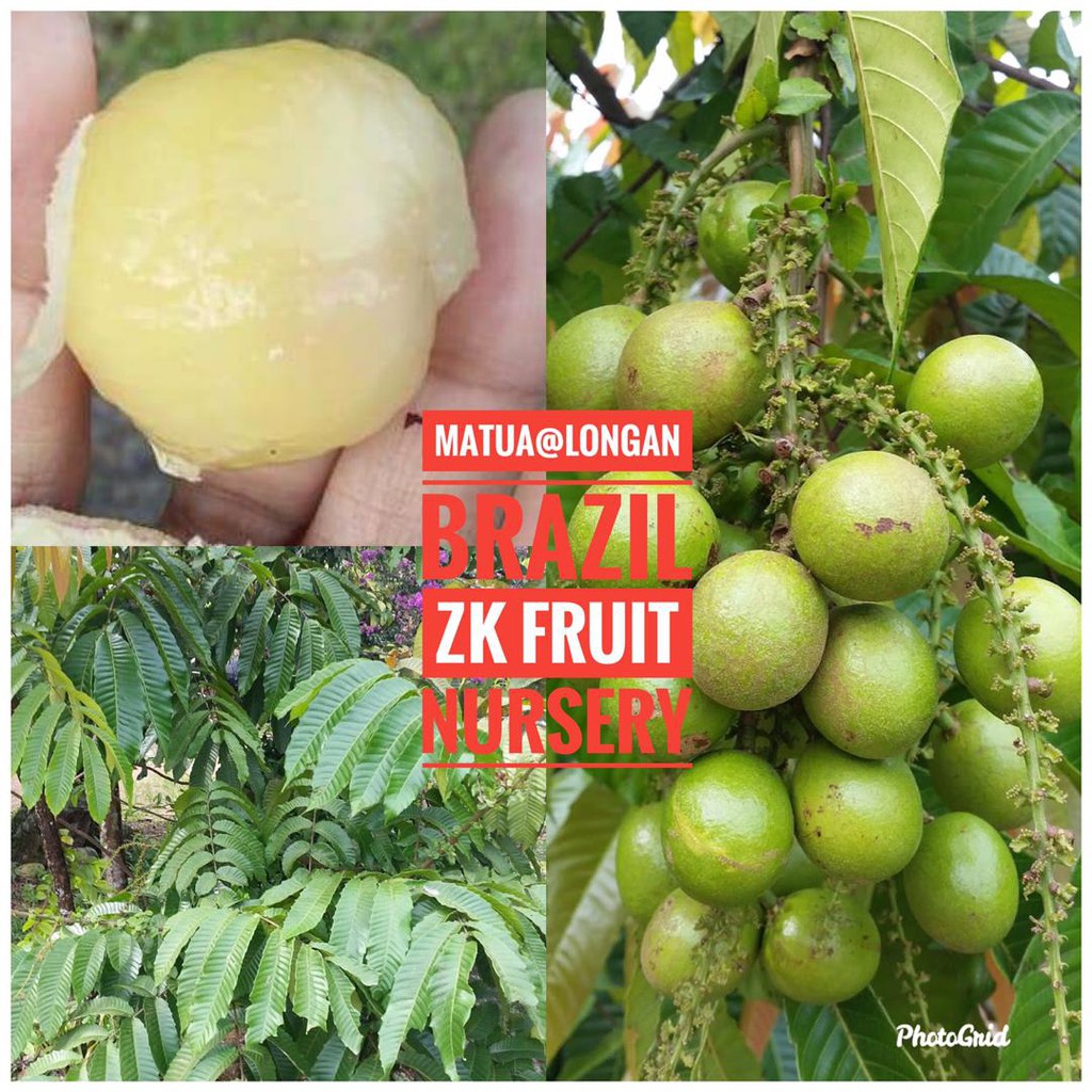 Anak pokok Matoa 3 rasa | Shopee Malaysia