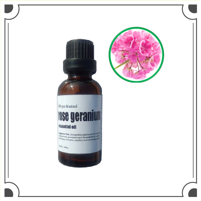 Rose geranium essential oil - Egypt (10ml/30ml/50ml/100ml) | Shopee ...
