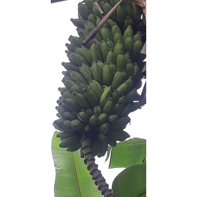 SULUR PISANG KELAT / ASAM / SELONG / AWAK LEGOR | Shopee Malaysia