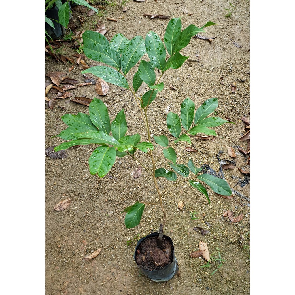 Anak Pokok Rambutan Deli Gula Batu (Kahwin) 1 kaki +/- | Shopee Malaysia