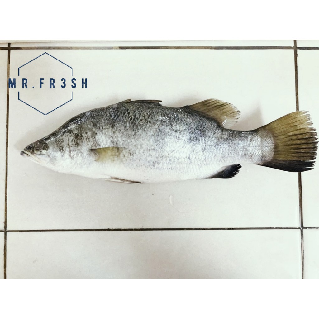 Siakap Laut / Local Barramundi 600g~1kg/Pc | Shopee Malaysia