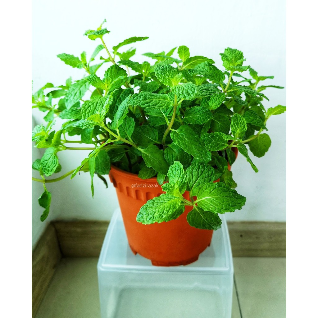 Anak Pokok Pudina Subur | Shopee Malaysia