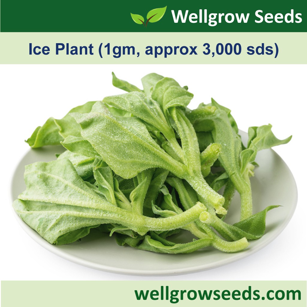 Ice plant Seeds (1 gm, approx 3k sds) 冰叶日中花 冰菜种子 Iceplant ...