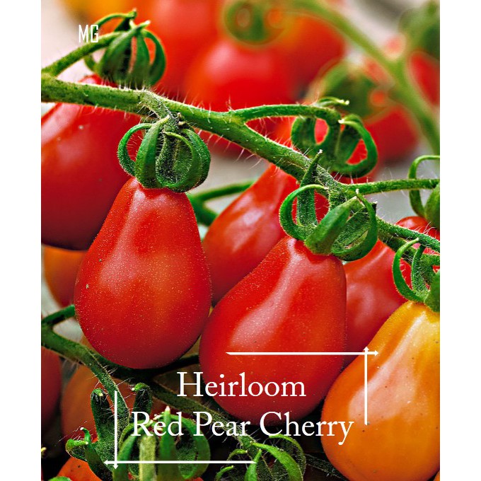 Heirloom Red Pear Cherry Tomato Seeds - 30 Seed *Pot Friendly* Tanam ...