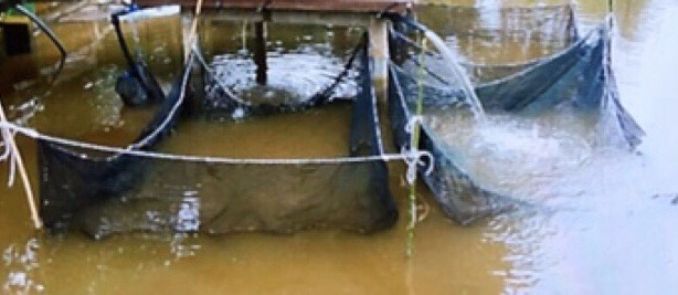 Jaring Sangkar Ikan(Complete Set)/Kolam Ikan/Fish Netting/Hapa Net(See ...