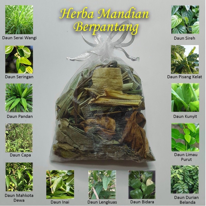 Daun Mandian Herba Berpantang / sauna (Readystock) | Shopee Malaysia