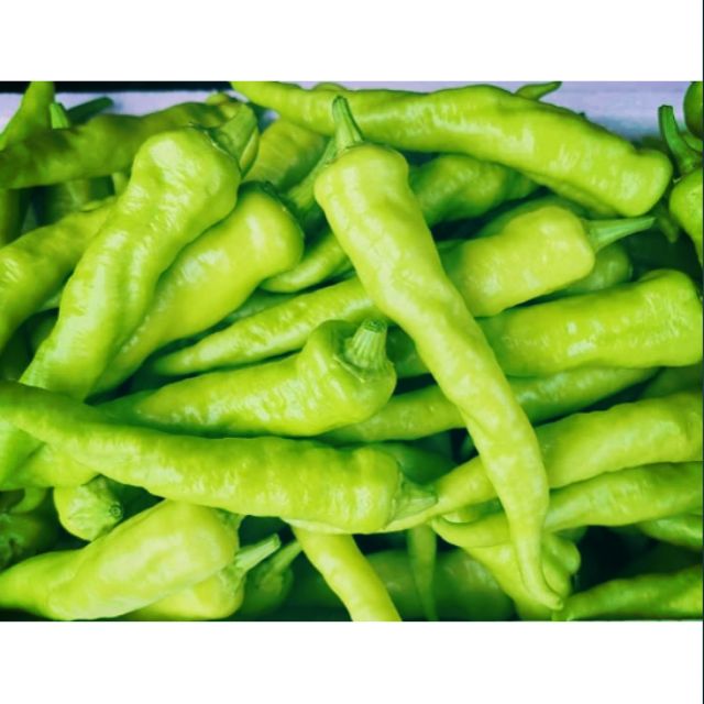 15 pcs Biji benih Lada solok gred AAA / chili seeds diproses pada 28.3. ...
