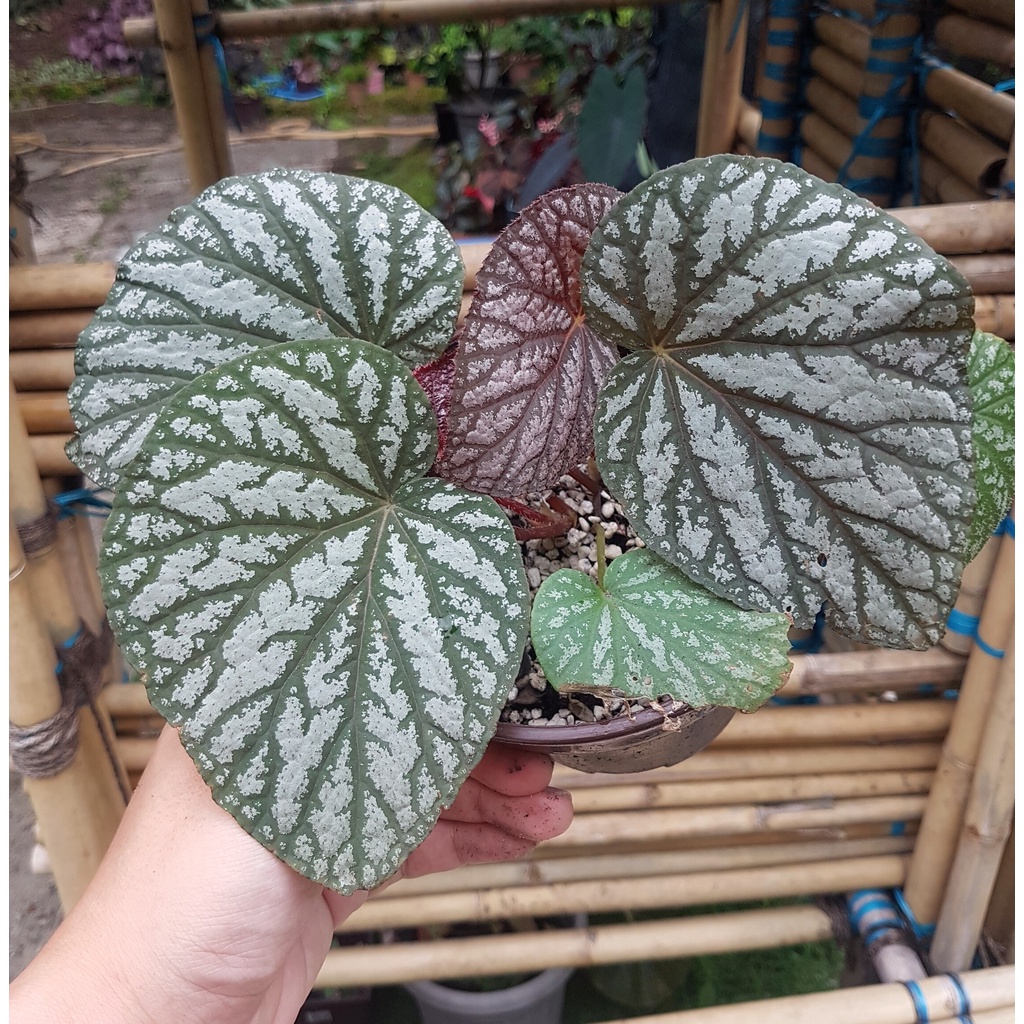 Begonia U501 [Live Plant] + 1 Free Persian Shield Plant | Shopee Malaysia