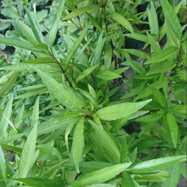 GANDARUSA HITAM | ANAK POKOK | Shopee Malaysia