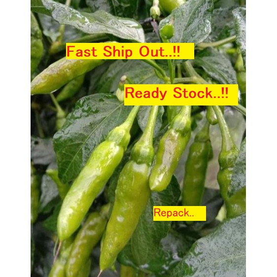🔥🔥💥💥Benih Cili Api RAJO Pedas Panah Merah /Chili RAJO Seed /Cili Padi ...