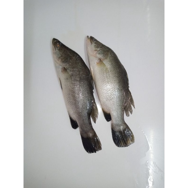 IKAN SIAKAP LAUT FRESH | Shopee Malaysia