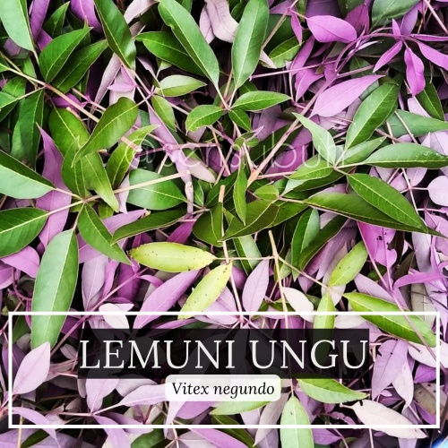 DAUN LEMUNI HITAM | SEGAR & KERING | Shopee Malaysia