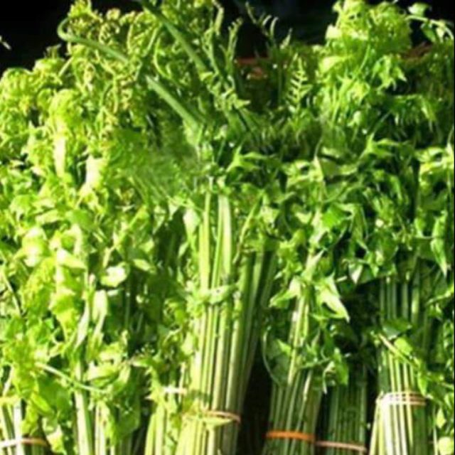 Pokok paku. ( pucuk paku) | Shopee Malaysia