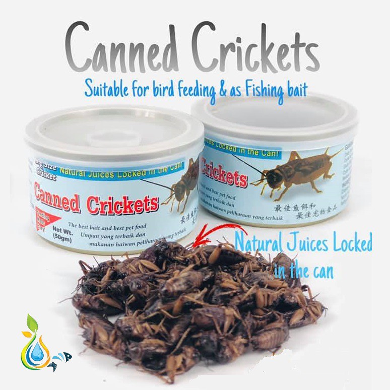 Canned Crickets Big Size 50g | Shopee Malaysia