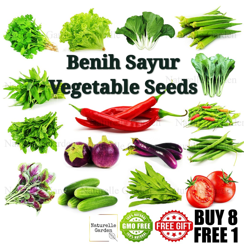 Biji Benih Sayur Sayuran Vegetable Seed Kebun Benih Sayur Buah Terung ...