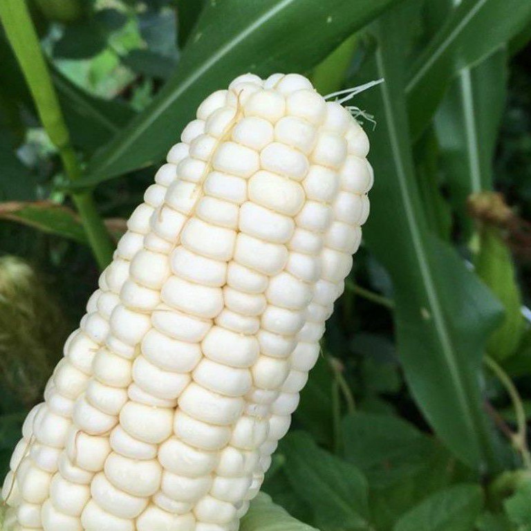 5 pcs benih jagung putih/white corn seed/jagung pulut veggie seed ...