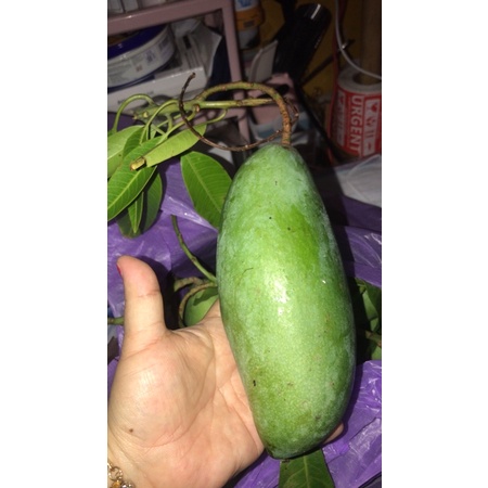 MANGGA/PAUH LEMAK MUDA/PUTIK 1 KG ( kerabu/colek/asam boi/jeruk ...