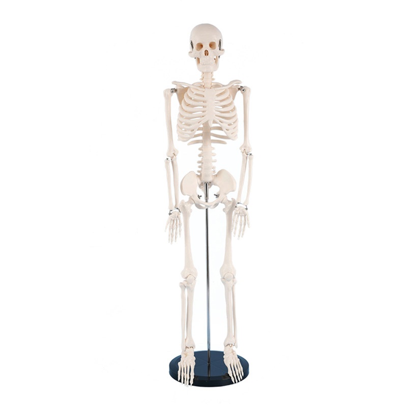 SA Human Skeleton Model for Anatomy 85cm Anatomical Human Skeleton ...