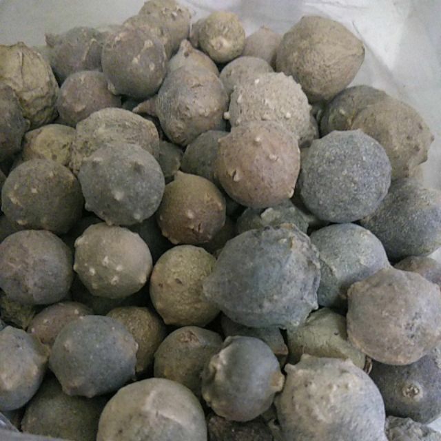 💥💥Biji manjakani 1kg | Shopee Malaysia