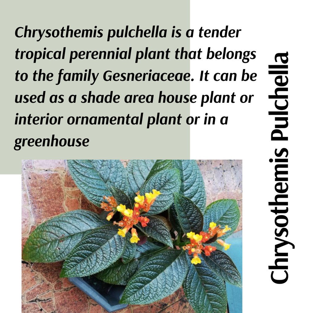 (Real Plant) Chrysothemis Pulchella pokok bunga lonceng senja sunset ...