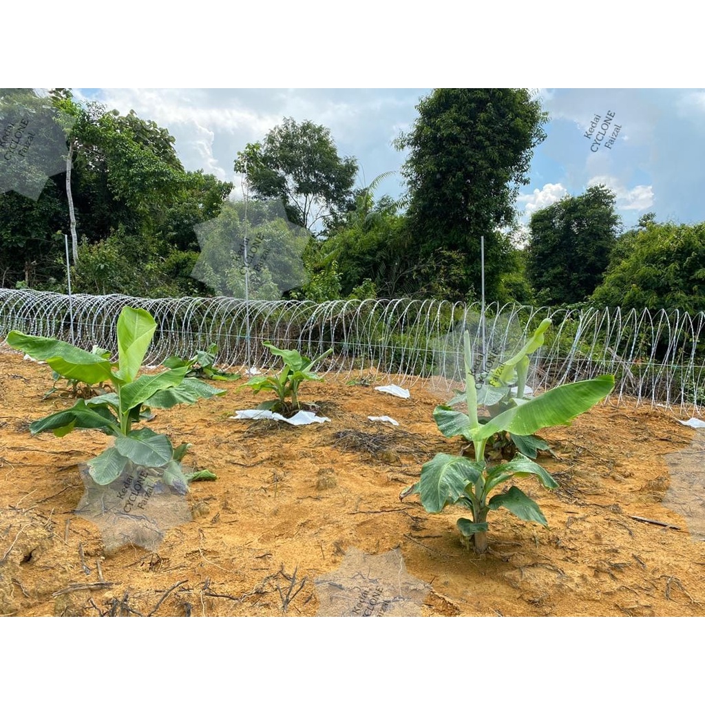 RAZOR BARB WIRE/CONCERTINA WIRE/PAGAR KAWAD PKP SIZE 450MM | Shopee ...