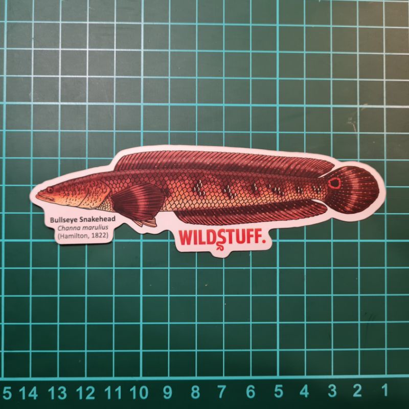 Sticker CHANNA MARULIUS BULLEYE SNAKEHEAD | Shopee Malaysia