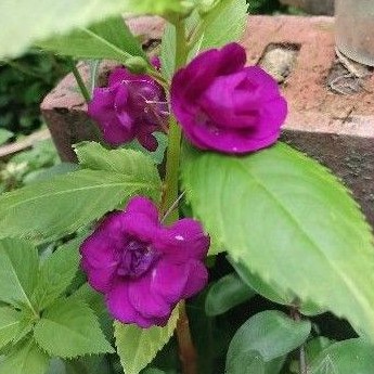 6 Biji Benih - Bunga Purple Keembong 紫色凤仙花 | Shopee Malaysia