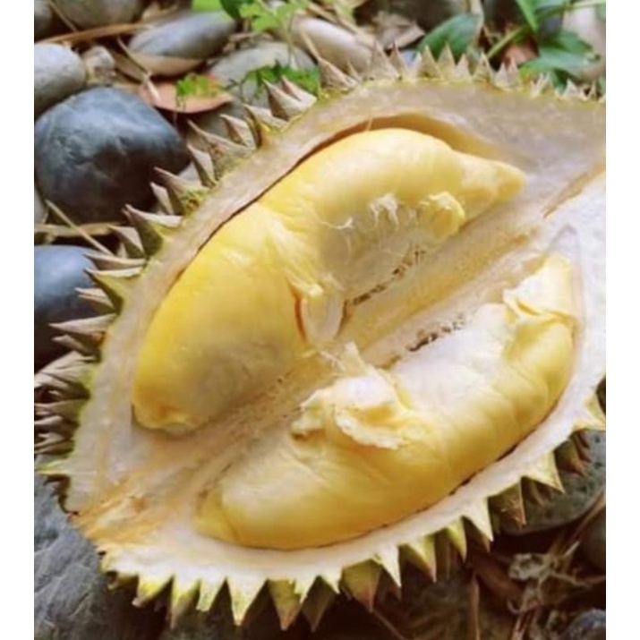 ANAK POKOK DURIAN D15 GREEN SKIN | Shopee Malaysia