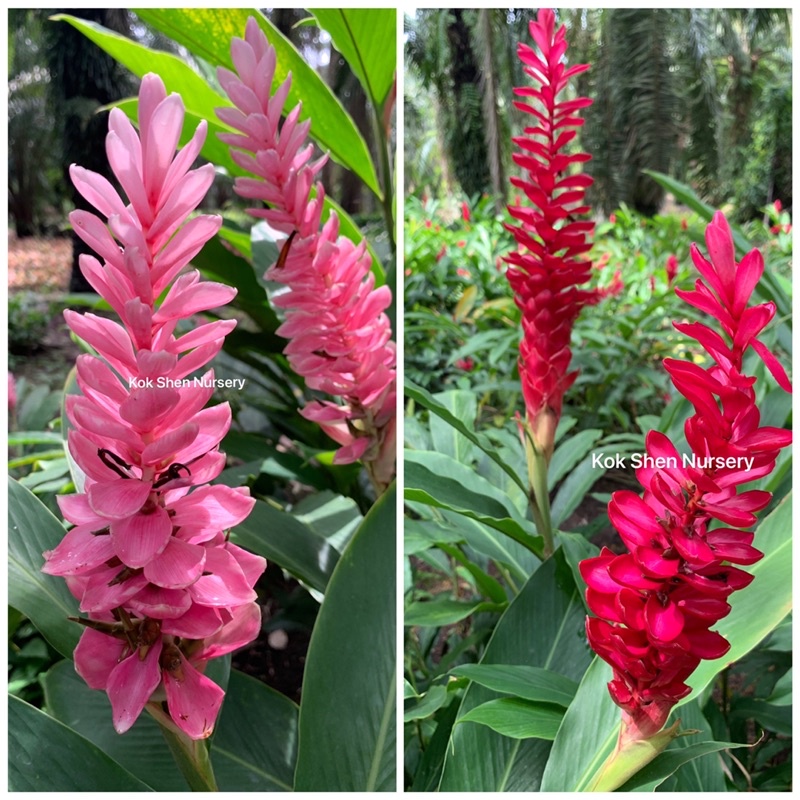 Alpinia Purpurata Red Ginger/Pink Ginger/Size Bag 9x9/14x14（Bunga Merah ...