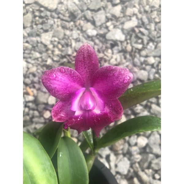 ORKID CATTLEYA THOSAPOL SPOTS X SECRET LOVE | Shopee Malaysia