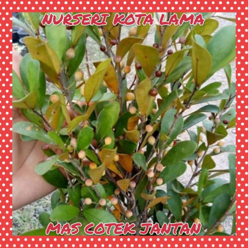 🔥HERBA🔥 POKOK MAS COTEK JANTAN / Ficus Deltoidea Tree / Mistletoe Fig ...