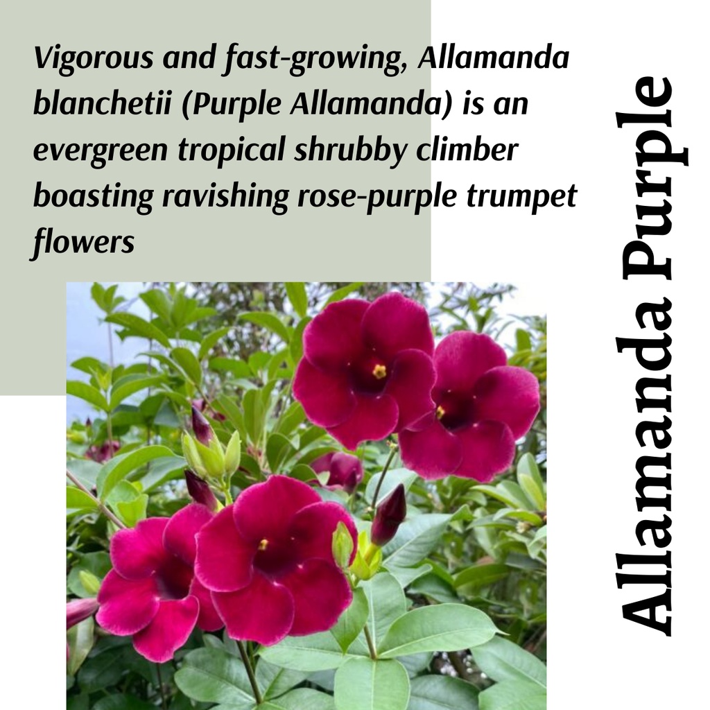 (Real Plant) Alamanda Purple pokok bunga hidup Allamanda blanchetii ...