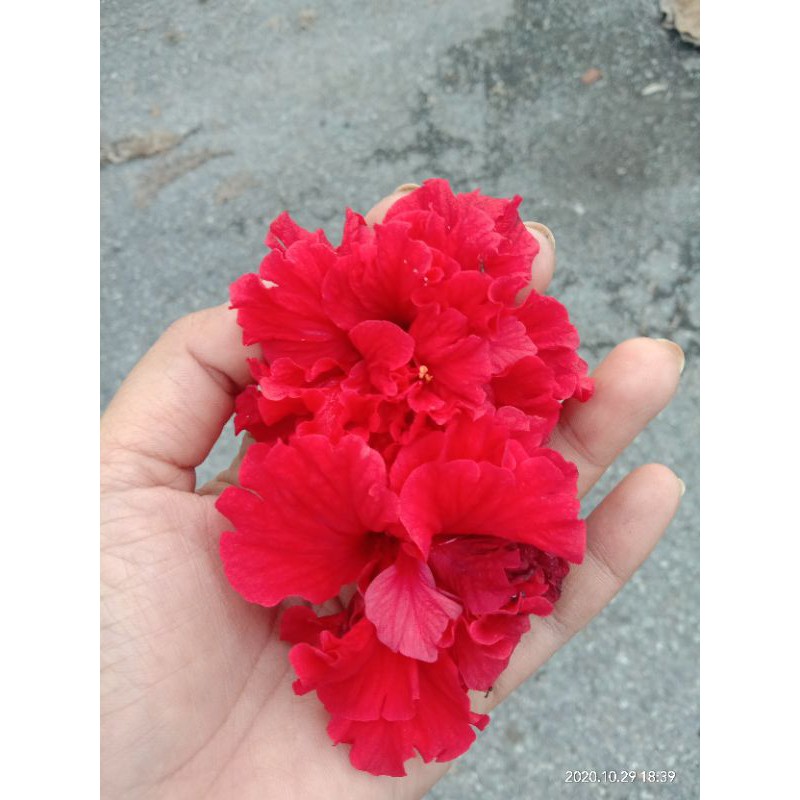 anak pokok bunga raya merah berlapis | Shopee Malaysia