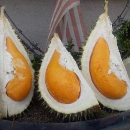 ANAK POKOK DURIAN BUNGA MERAH MANIK URAI (BBMU) rare | Shopee Malaysia