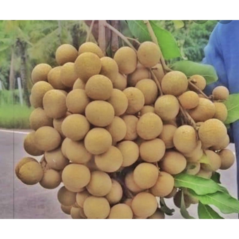 Pokok Longan edaw hybrid thai buah sedap pokok rendah | Shopee Malaysia