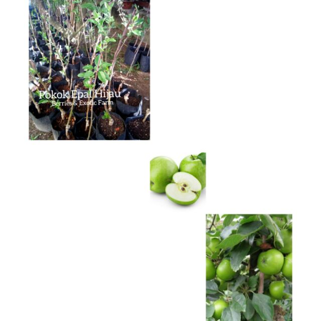 Pokok Epal Hijau @ Green Apple Tree --- Pokok Grafted / Kahwin | Shopee ...