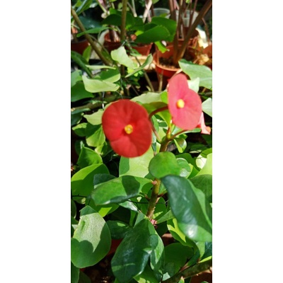 pokok bunga mahkota putri/ baiduri | Shopee Malaysia