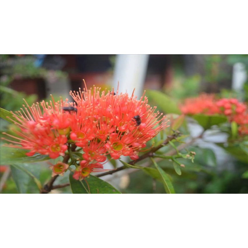 (SUMBER MAKANAN KELULUT) Baja Bunga untuk Semua Jenis Bunga Dan Pokok ...